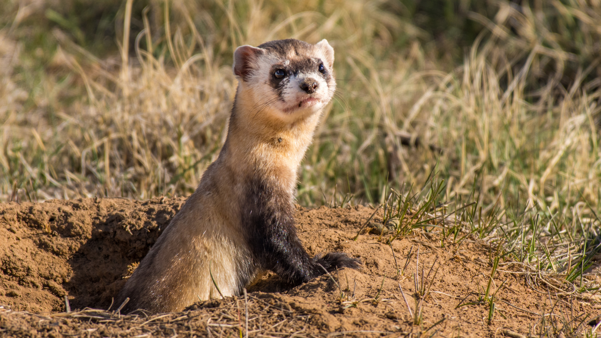 10 Endangered Species Found In National Parks - National Park Trust