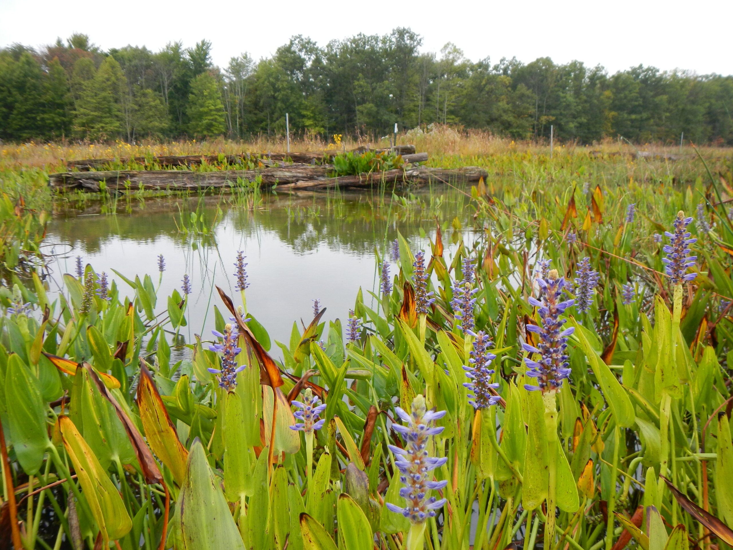 Nature’s Comeback Story: How Cuyahoga Valley National Park Went From a ...