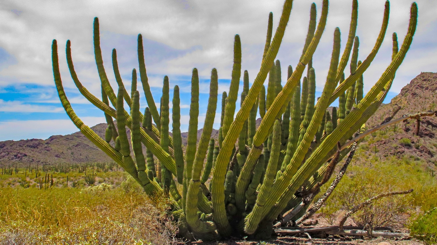 10 Parks With Incredibly Rare Plants - National Park Trust