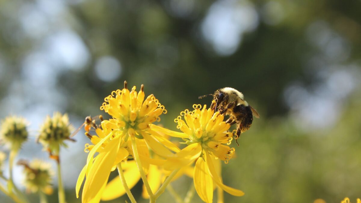Pollinators! Why are they so Important? - National Park Trust