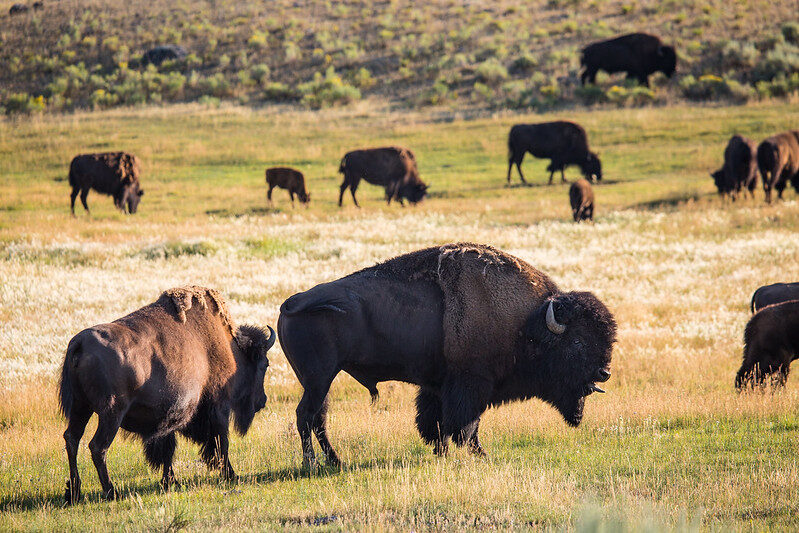 The Native American Legend of How the Buffalo were Released on Earth ...