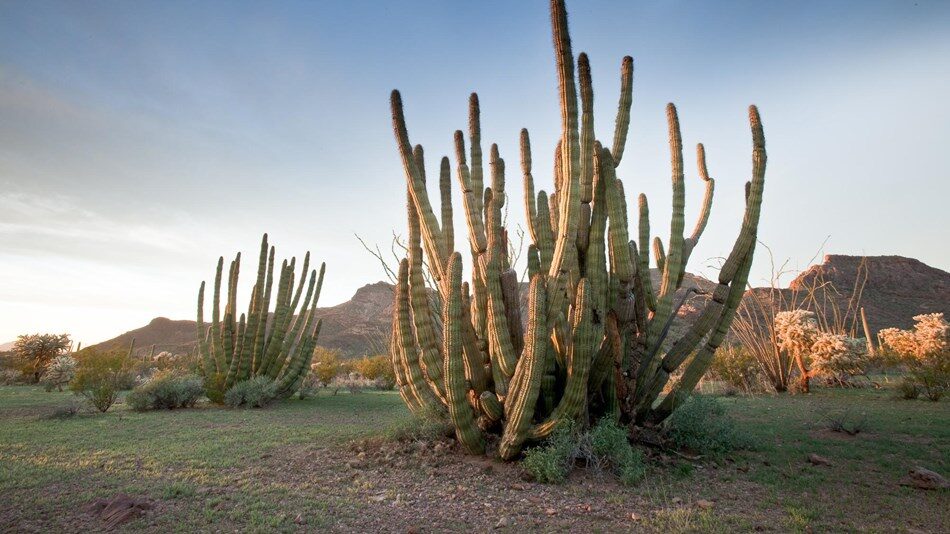 10 Parks With Incredibly Rare Plants - National Park Trust